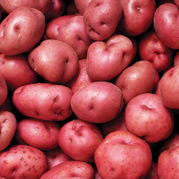 Dark Red Norland Seed Potatoes, Idaho Certified, 1 lb. – Southern Idaho ...