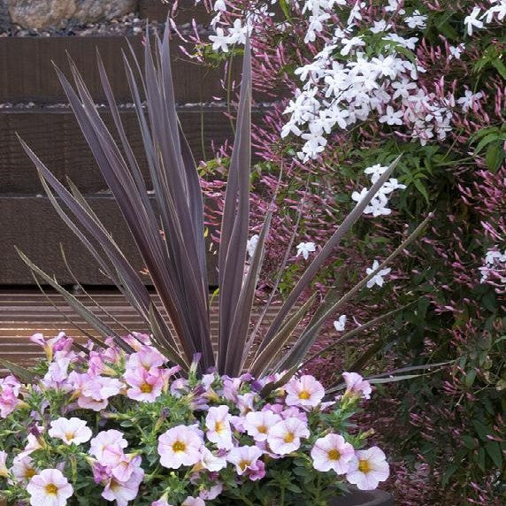 Red Sensation Cordyline – Southern Idaho Landscape Center