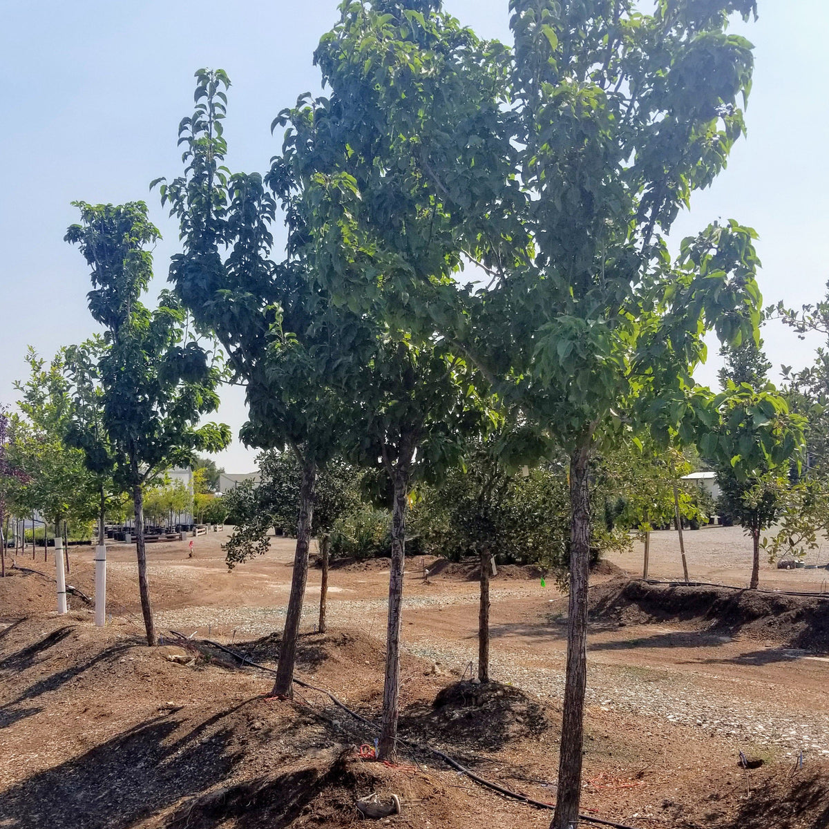 Redspire Pear Tree – Southern Idaho Landscape Center