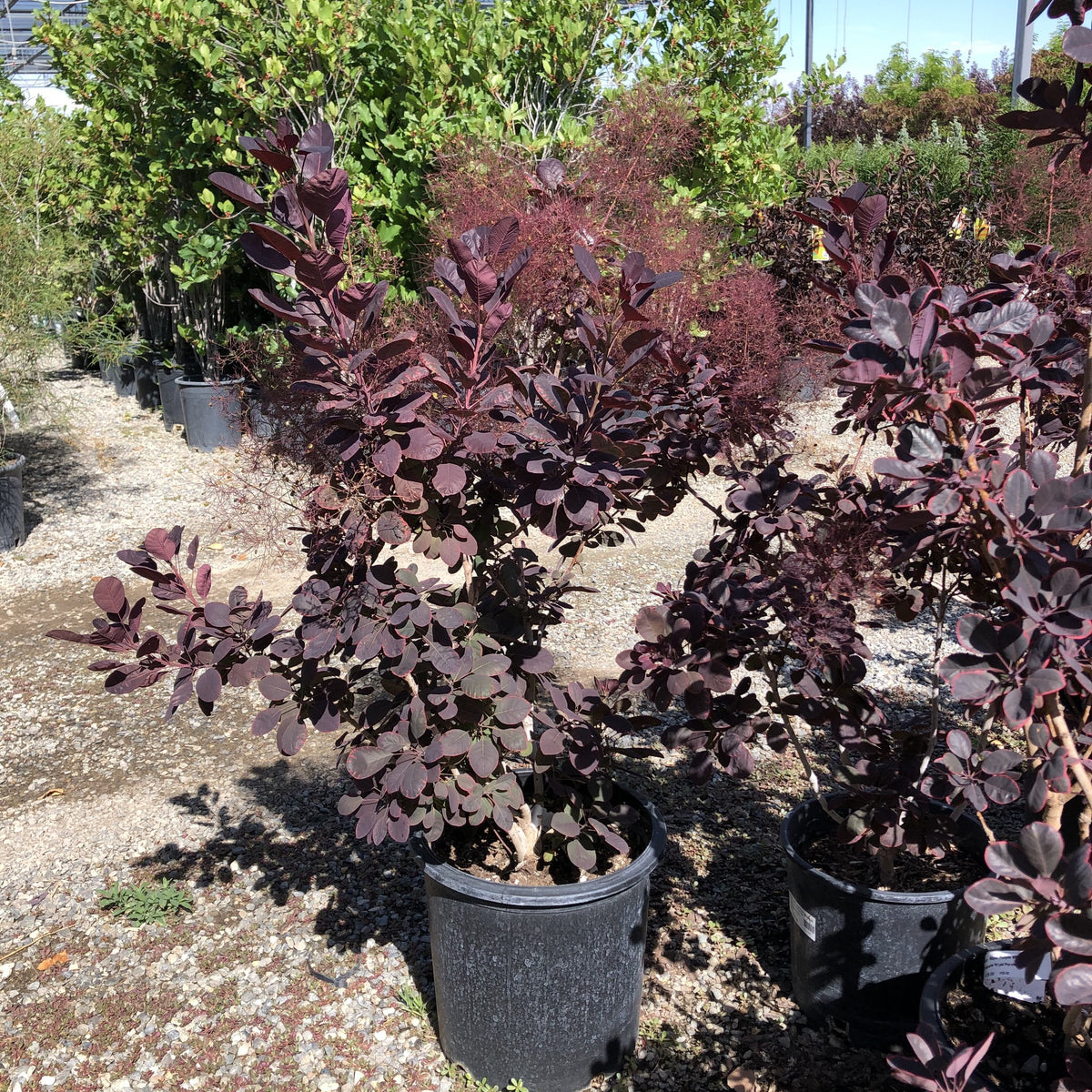 Royal Purple Smoke Bush – Southern Idaho Landscape Center