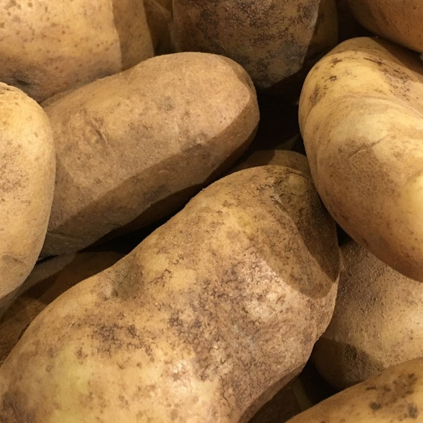 Russett Burbank Seed Potatoes, Idaho Certified, 1 lb. – Southern Idaho ...