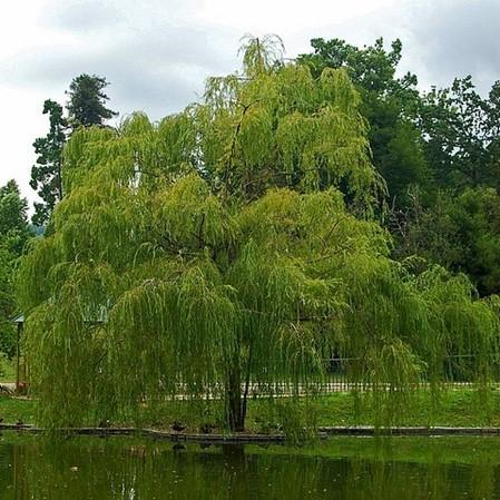 Green Weeping Willow Tree – Southern Idaho Landscape Center