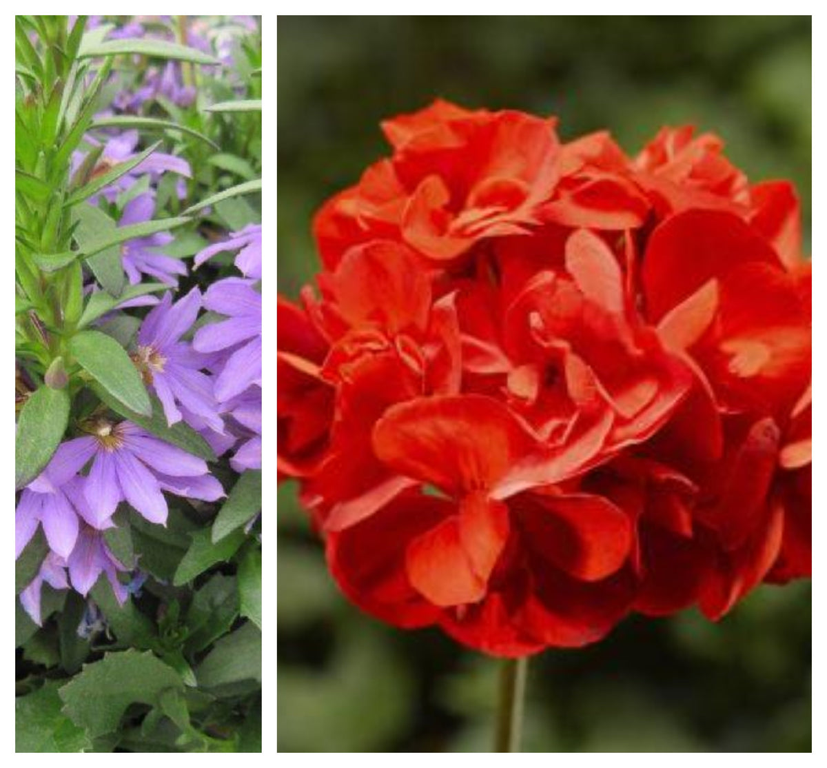 12" Red Geranium with Blue Scaevola Hanging Basket Plant – Southern ...