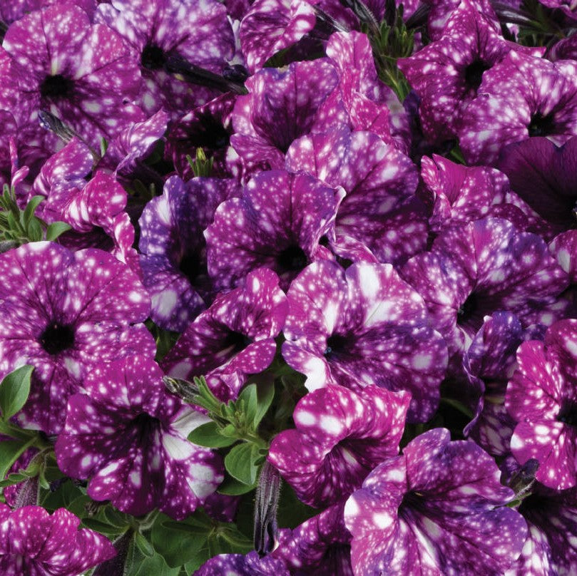 Splash Dance Purple Polka Petunia – Southern Idaho Landscape Center