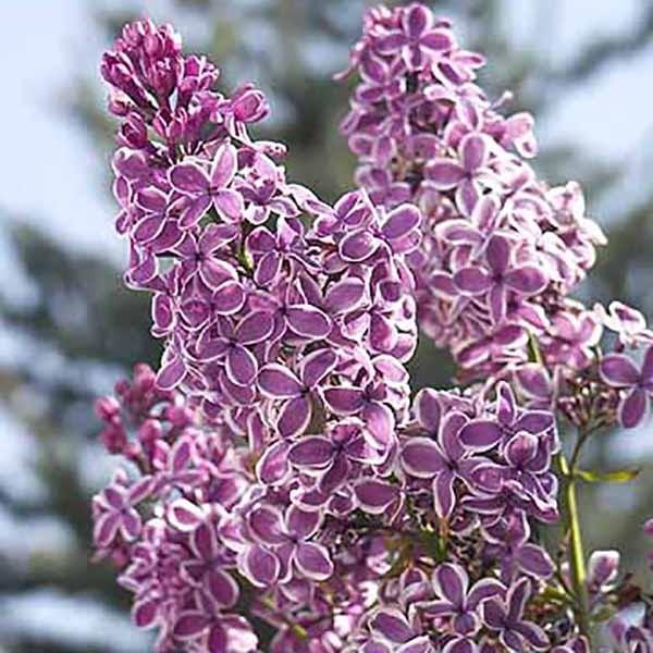 Sensation French Lilac – Southern Idaho Landscape Center