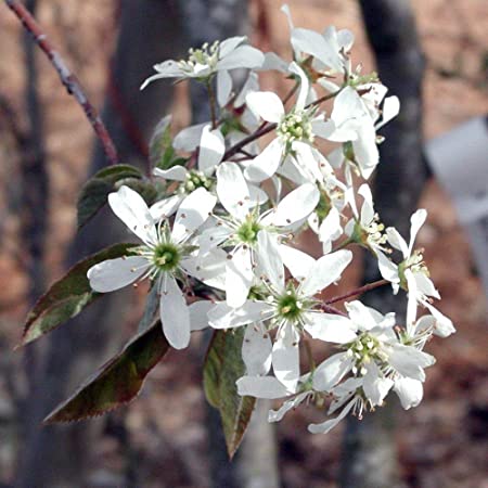 Rainbow Pillar Serviceberry Tree – Southern Idaho Landscape Center