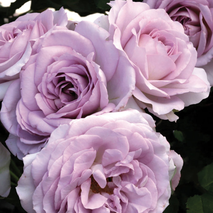 Silver Lining Floribunda Rose - 3 Gallon Growers Pot – Southern Idaho ...