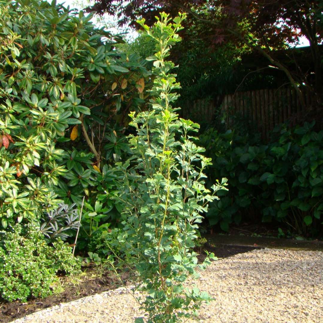 Skinny Fit Ginkgo Tree (Maidenhair Tree) – Southern Idaho Landscape Center