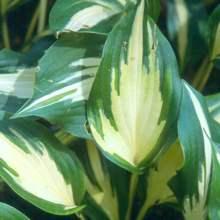 Sno Cone Hosta (Plantain Lily) – Southern Idaho Landscape Center
