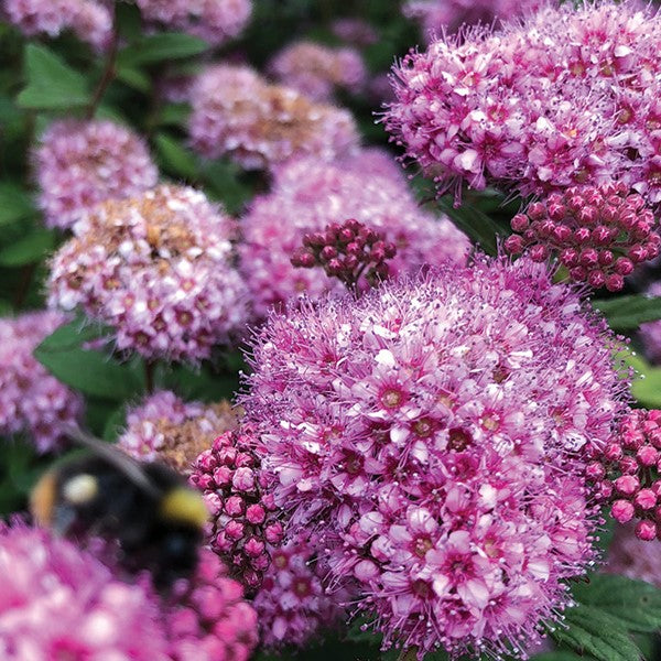 Poprocks Petite Spirea – Southern Idaho Landscape Center