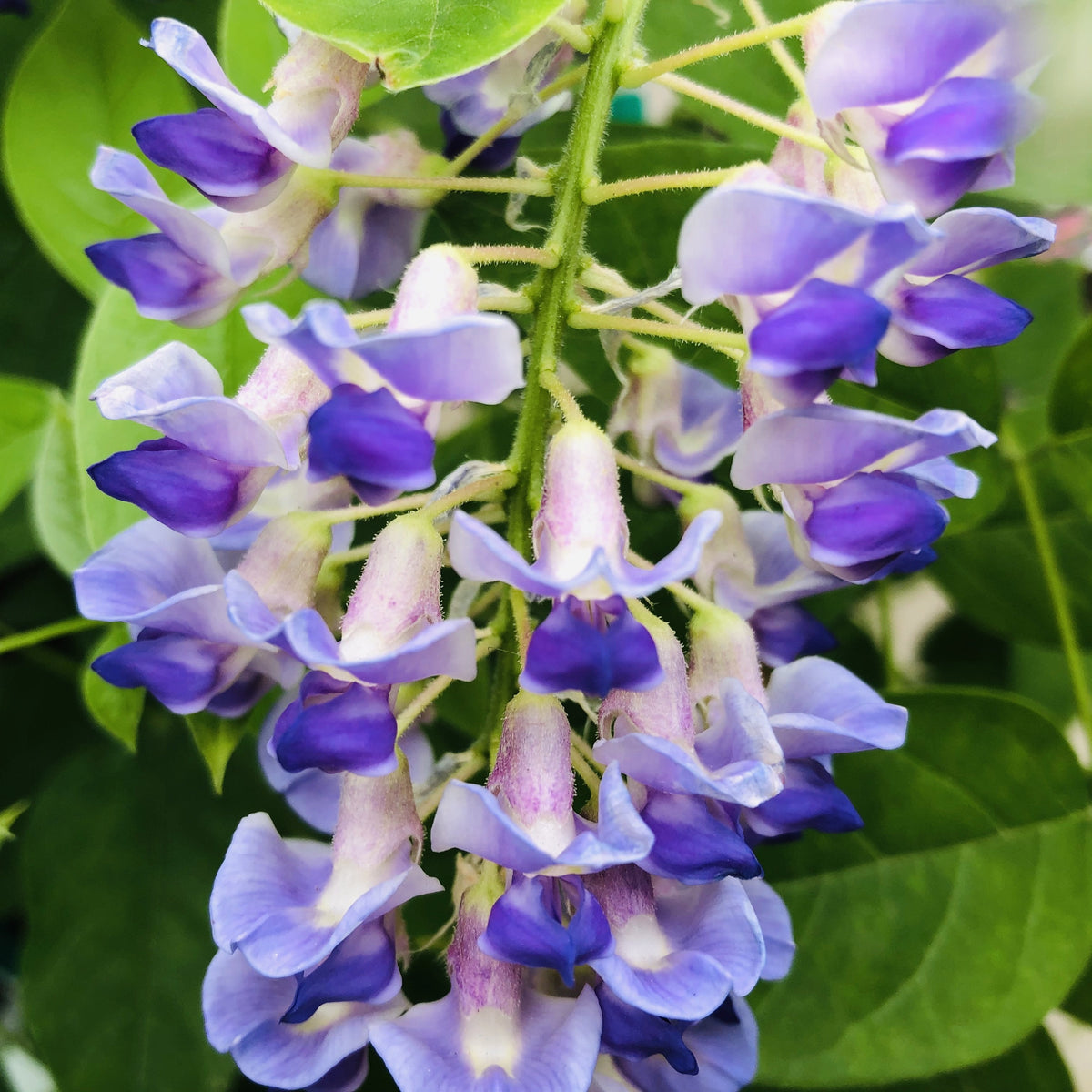 Summer Cascade Wisteria Vine – Southern Idaho Landscape Center