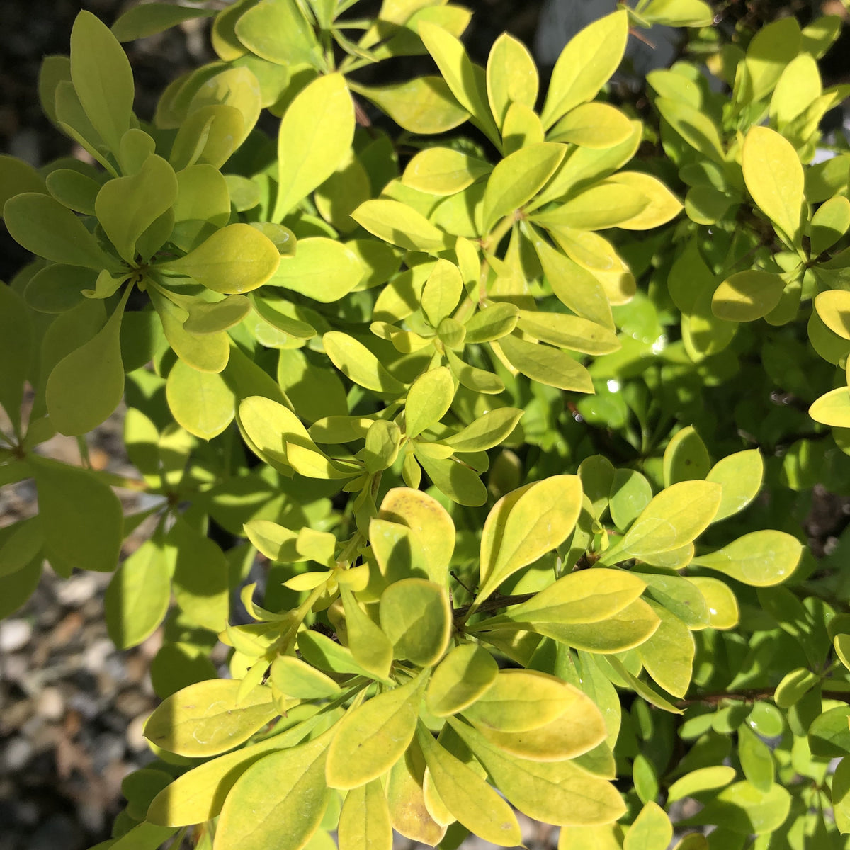Sunjoy Citrus Barberry – Southern Idaho Landscape Center