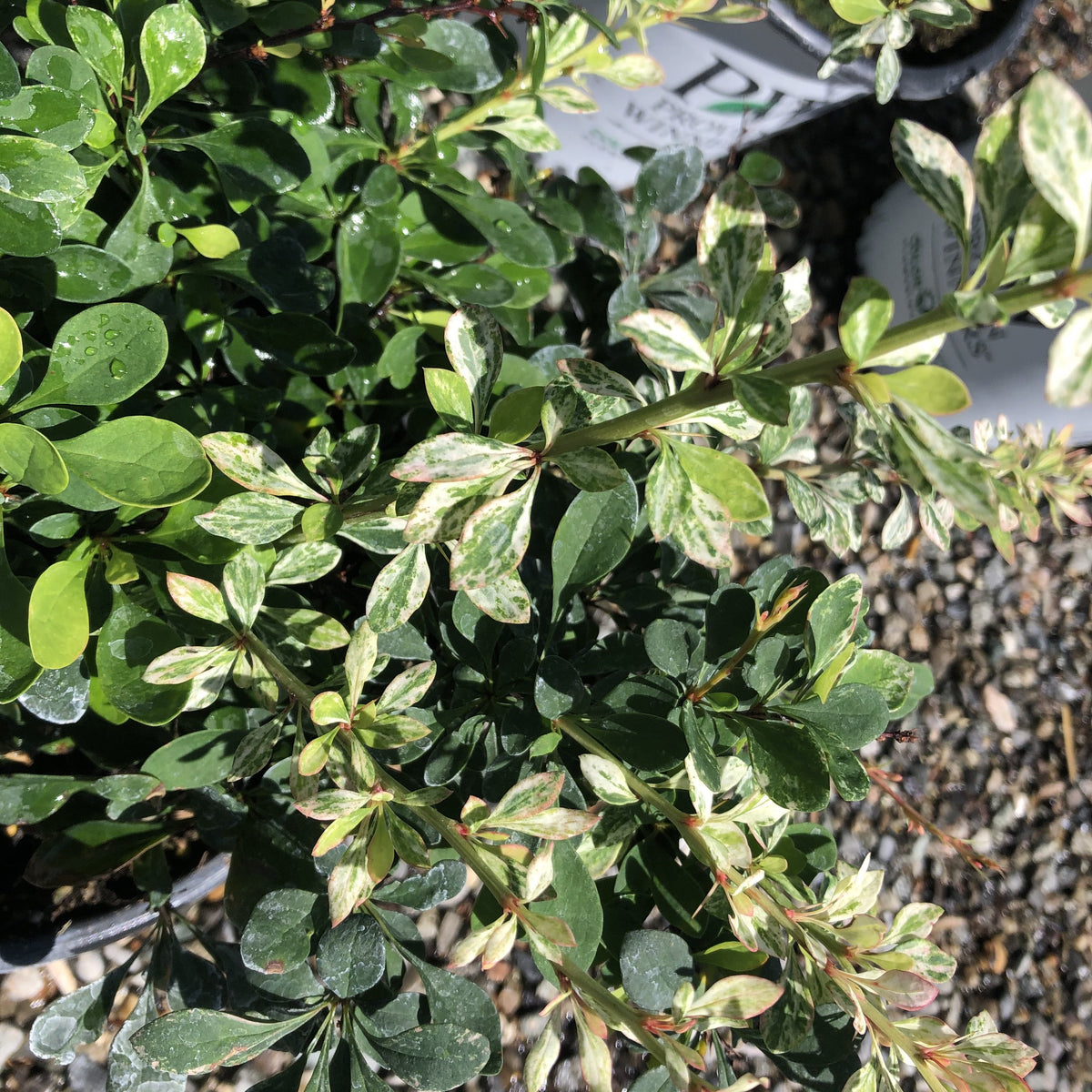 Sunjoy Sequins Barberry – Southern Idaho Landscape Center