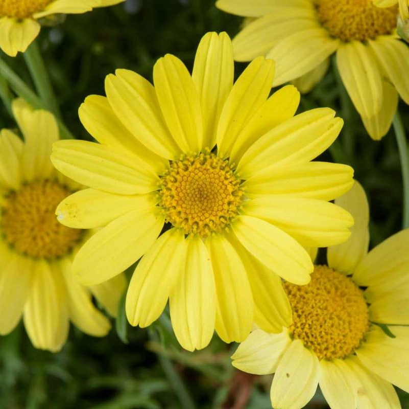 Sunny Spring Yellow Argyranthemum (Margaurite Daisy) – Southern Idaho ...