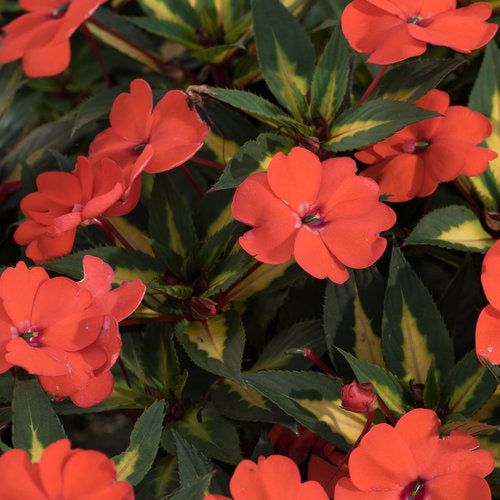 impatiens orange