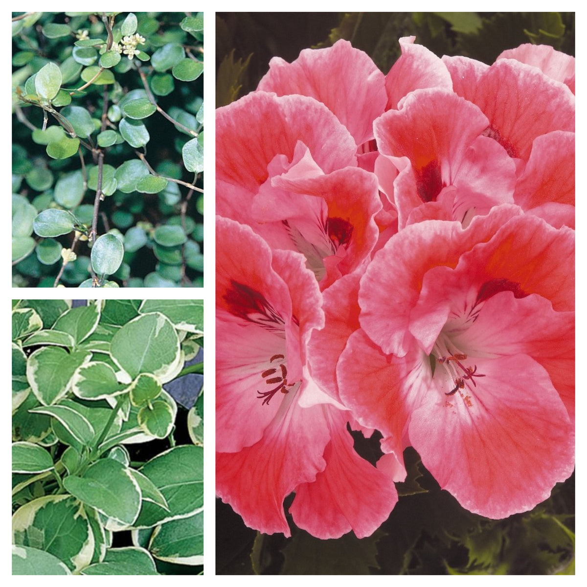 12" Elegance Sunrise Geranium with Vinca and Wire Vine Hanging Basket ...