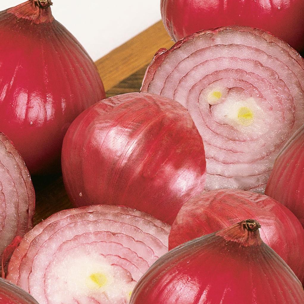 Sweet Red Onion (Garden Starter Plant) – Southern Idaho Landscape Center