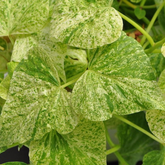 Sweet Georgia Splash Green Ipomoea (Sweet Potato Vine) – Southern Idaho ...
