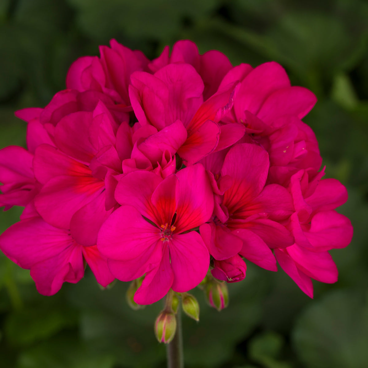 Tango Violet Zonal Geranium – Southern Idaho Landscape Center