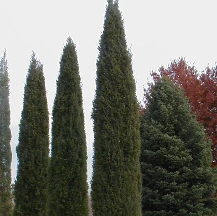 Taylor Juniper Tree – Southern Idaho Landscape Center