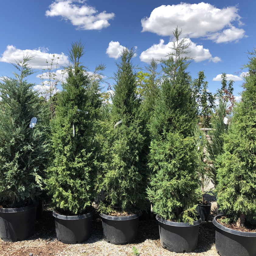 Taylor Juniper Tree – Southern Idaho Landscape Center