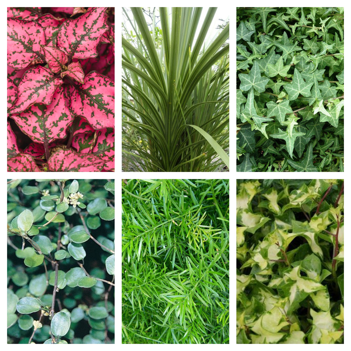 12" Spikey Tossed Green Salad Hanging Basket Plant – Southern Idaho ...