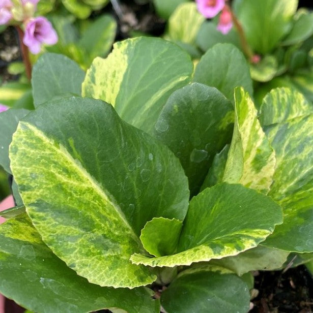 Tubby Andrews Bergenia (Tricolor Pipsqueak) – Southern Idaho Landscape ...