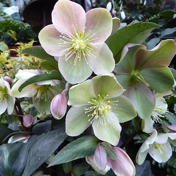 Viv Valeria Hellebore (Lenten Rose) – Southern Idaho Landscape Center