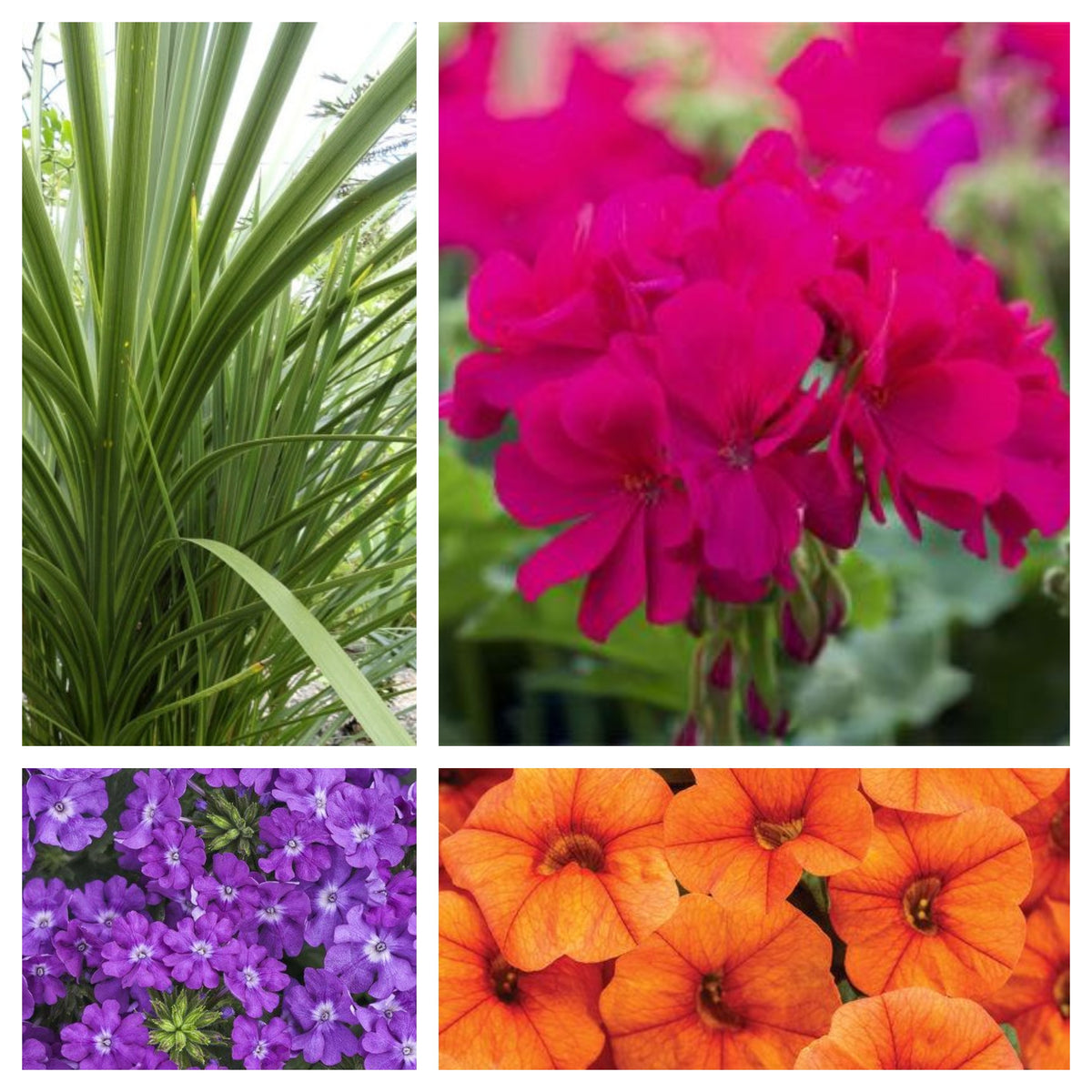 12" Violet Geranium with Green Spikes, Calibrachoa and Verbena Hanging ...