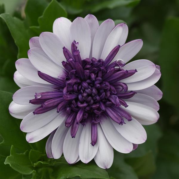 4D Violet Ice Osteospermum (African Daisy) – Southern Idaho Landscape ...