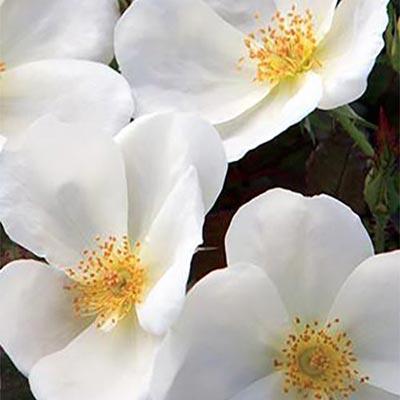 Knock Out White Shrub Rose - 3 Gallon Growers Pot – Southern Idaho ...