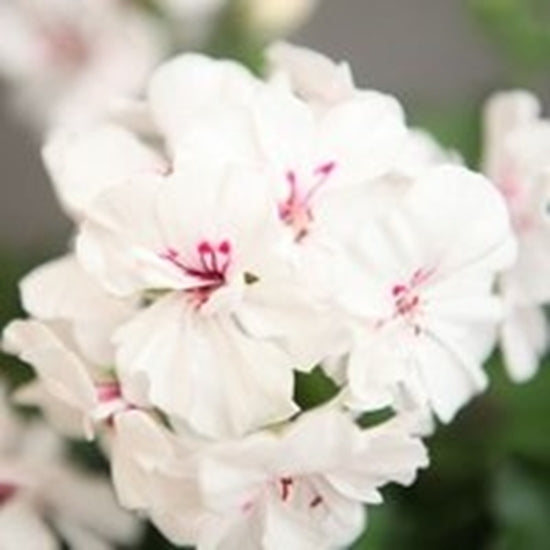 Savannah White Splash Zonal Geranium – Southern Idaho Landscape Center