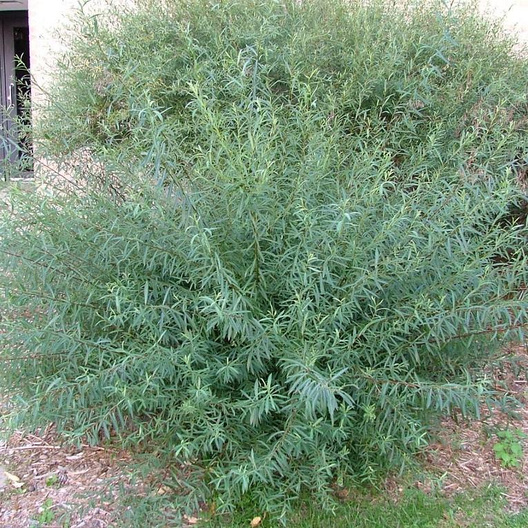 Dwarf Arctic Blue Willow – Southern Idaho Landscape Center