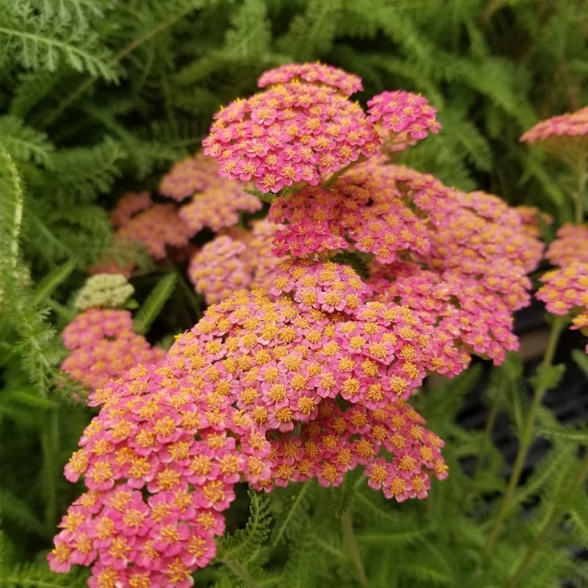 New Vintage Violet Yarrow – Southern Idaho Landscape Center
