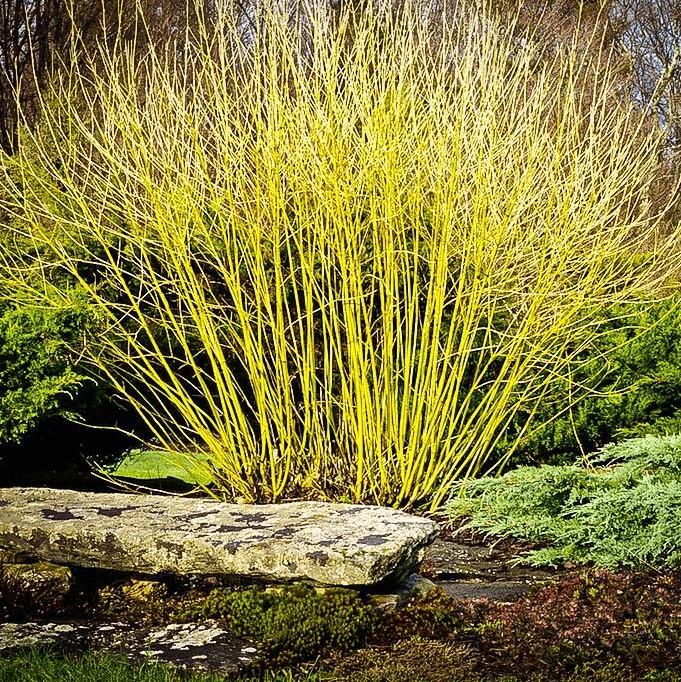 Yellow Twig Dogwood – Southern Idaho Landscape Center