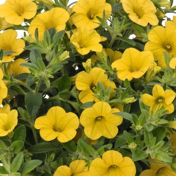 Aloha Kona Yellow Calibrachoa (Million Bells) – Southern Idaho ...