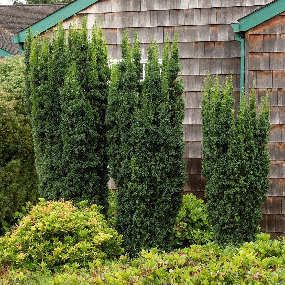Hicks Yew – Southern Idaho Landscape Center