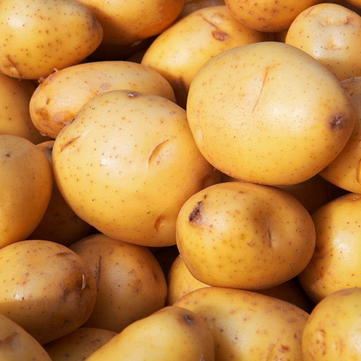 Yukon Gold Seed Potatoes, Idaho Certified, 1 lb. – Southern Idaho ...