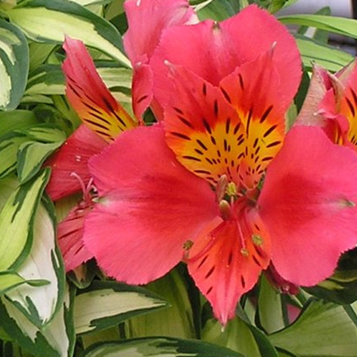 Little Miss Zoe Alstroemeria (Peruvian Lily) – Southern Idaho Landscape ...